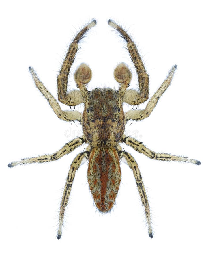 Spider Marpissa Radiata (male) Stock Photo - Image of hairy, aranei ...