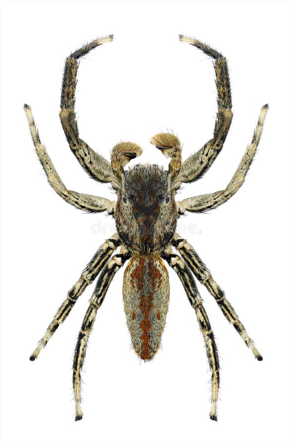 Spider Marpissa Radiata (male) Stock Photo - Image of hairy, aranei ...