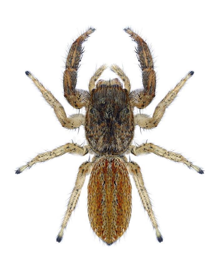 Spider Marpissa Radiata (male) Stock Photo - Image of hairy, aranei ...