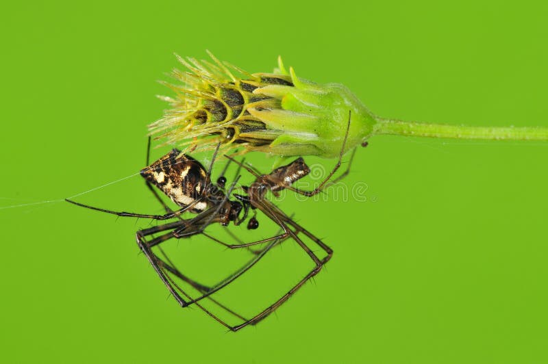 Spider mating stock photo. Image of trees, leaf, creature - 27231686
