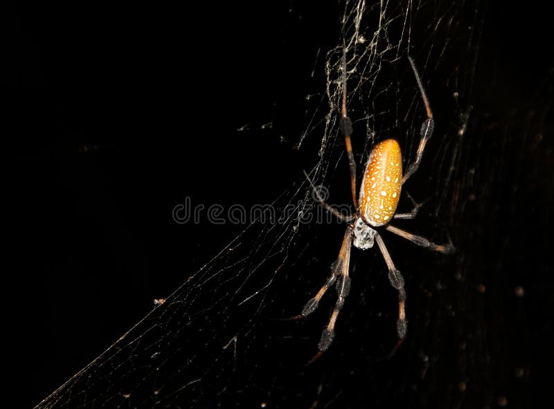 A spider stock photo. Image of florida, yellow, legs - 64845718