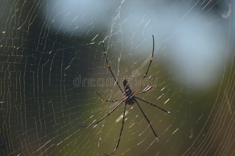 Spider in the Middle of Its Web Stock Photo - Image of animal, creepy ...