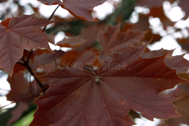 Spider in the Middle of Red Maple Leaf Stock Photo - Image of ...