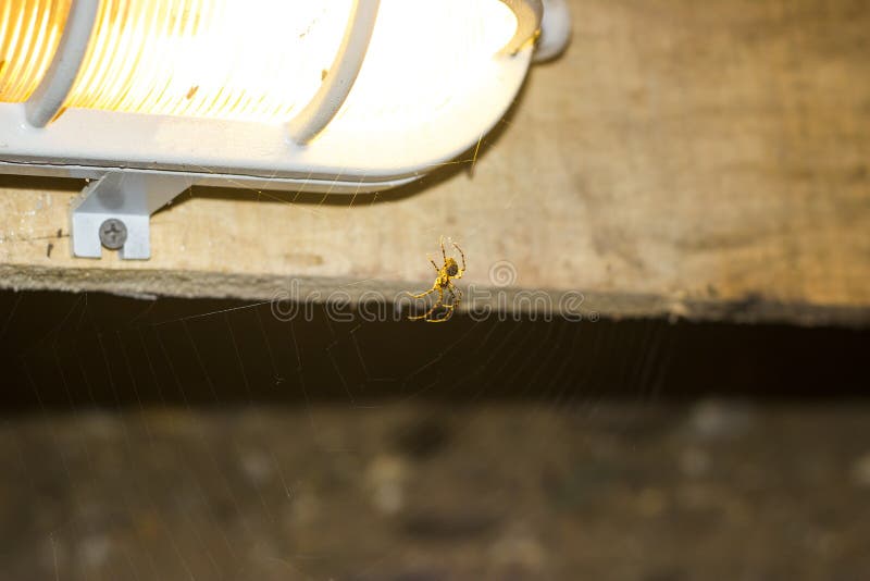 Spider mines stock photo. Image of wooden, moisture, patchwork - 54005732