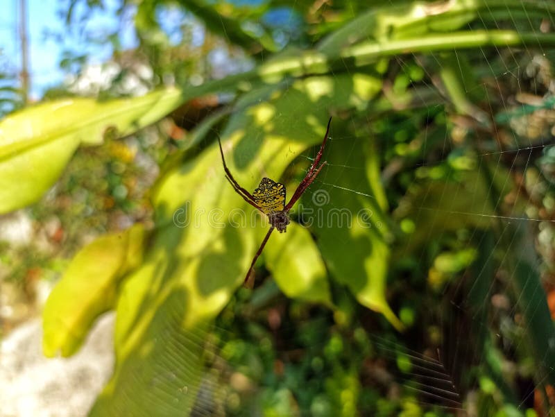 The Spider Missing One of Its Legs Stock Photo - Image of business ...