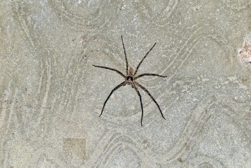 Spider Missing One Leg on Cement Wall after Fighting Stock Image ...