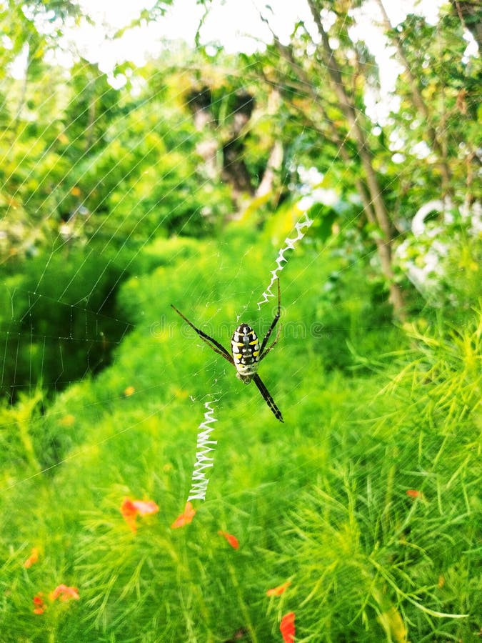 A Spider Missing Two of Its Legs Stock Image - Image of animal, grass ...