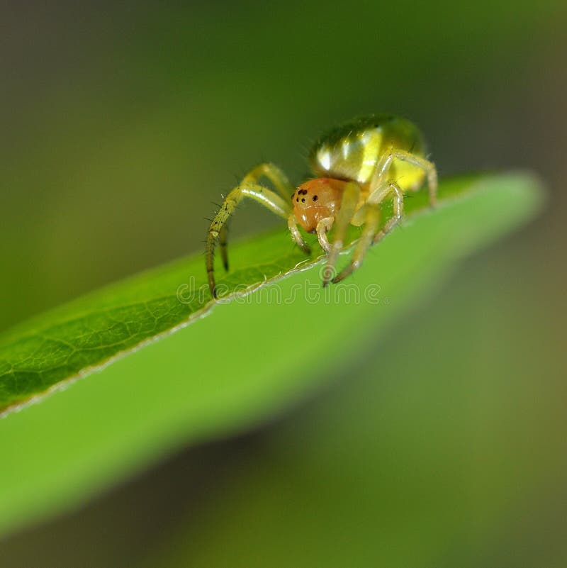 Spider Araniella stock photo. Image of grass, insect - 35522758