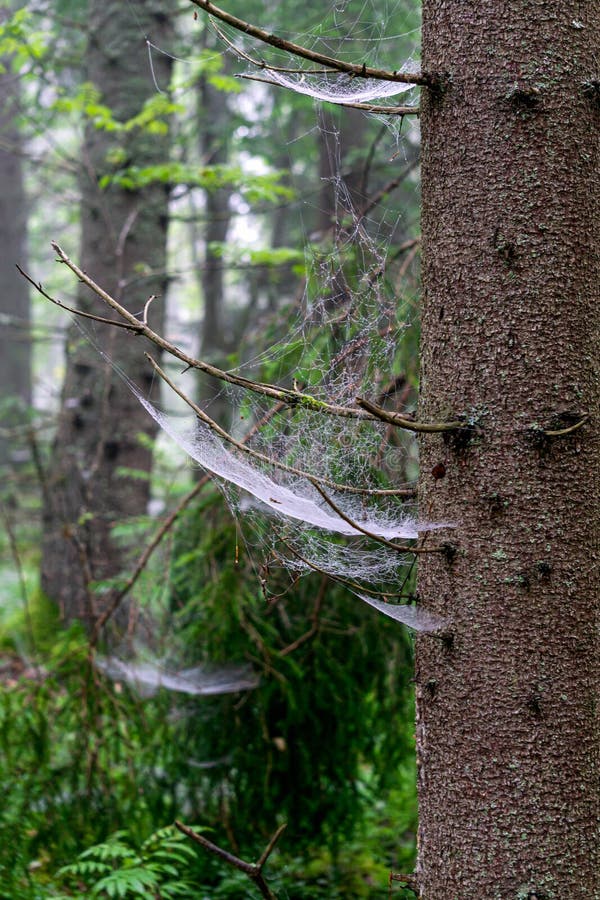 Spider Mites in the Forest on Trees and Bushes. Stock Image - Image of ...