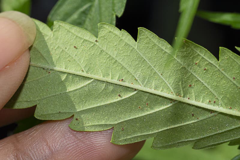 Spider Mites on Leaf Cannabis Pests Stock Photo - Image of control ...