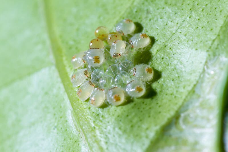 Spider mites macro stock photo. Image of leaf, growing - 103033716