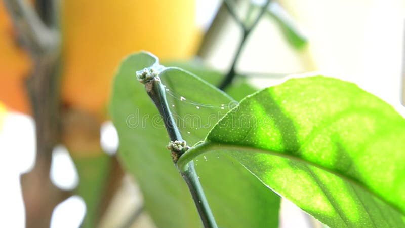 Spider Mites Moving on Web on Lemon Leaf. Tetranychus Urticae Stock ...