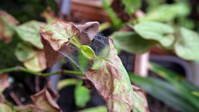 Spider Mites or Red Mites Infested To Plant Leaf Stock Image - Image of ...