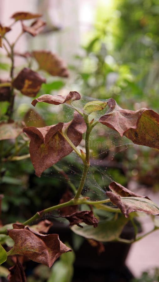 Spider Mites or Red Mites Infested To Plant Leaf Stock Photo - Image of ...