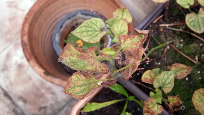 Spider Mites or Red Mites Infested To Plant Leaf Stock Photo - Image of ...