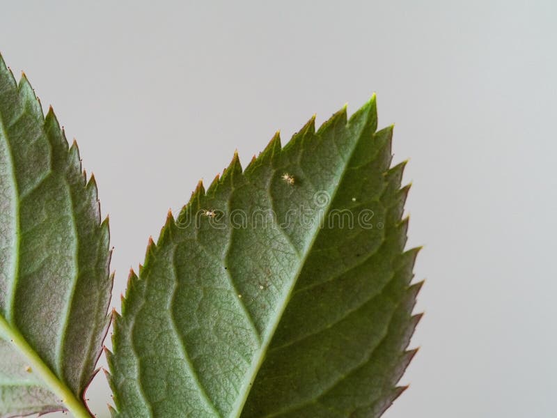Spider Mites on the Roses. Diseases of Plants. Stock Photo - Image of ...