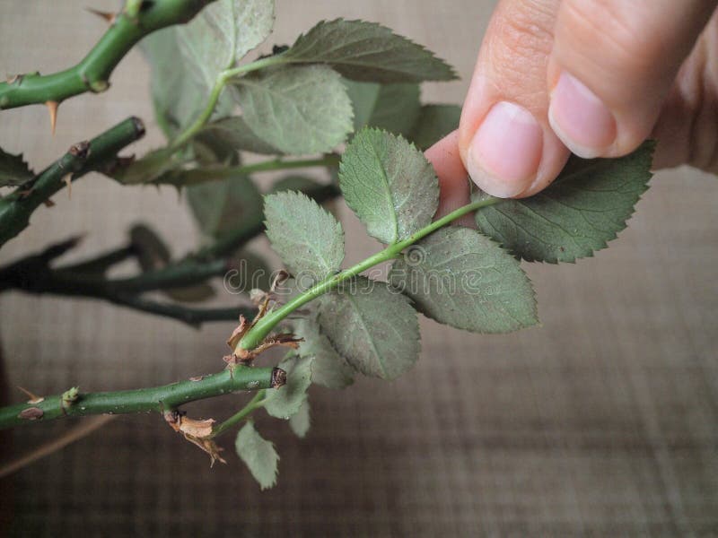 Spider Mite Parasite on a Rose Bush. Close Up. Stock Image - Image of ...