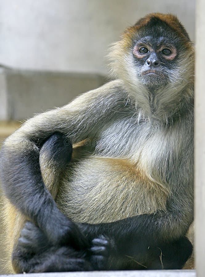 Spider monkey 1 stock image. Image of wild, claw, ecology - 2491789