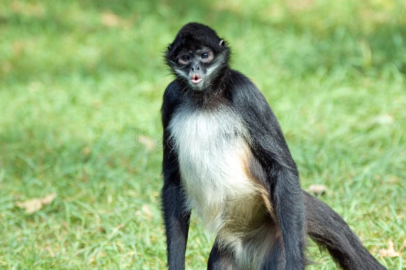Snake-Gaboon viper stock photo. Image of animal, gaboon - 5534174