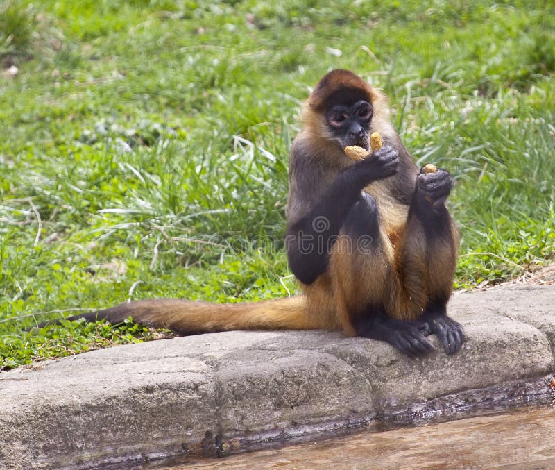 A Sad Western Red Colobus Monkey Stock Image - Image of colour, haired ...