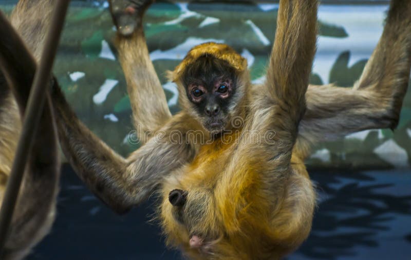 Spider monkey stock photo. Image of tropical, brown, primate - 27843698