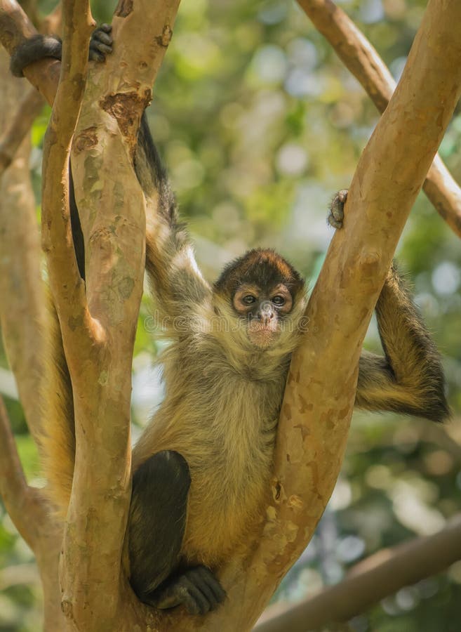 397 Spider Monkey Costa Rica Stock Photos - Free & Royalty-Free Stock ...