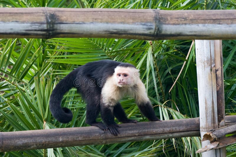 Spider Monkey stock photo. Image of wildlife, wild, cute - 4143954