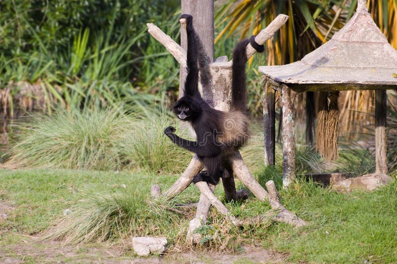Monkey Showing Bottom and Picking Grass Stock Image - Image of large ...
