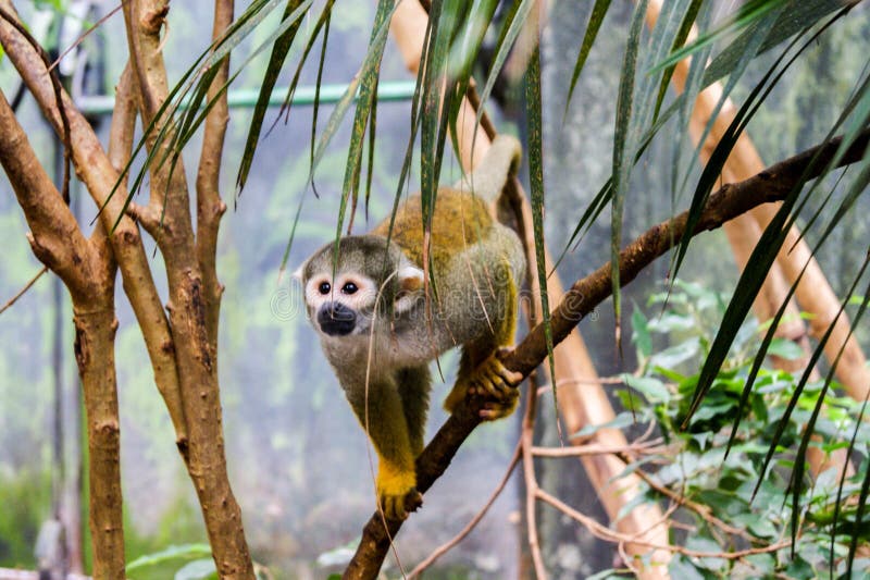 Spider monkey at afternoon stock photo. Image of spider - 89537304