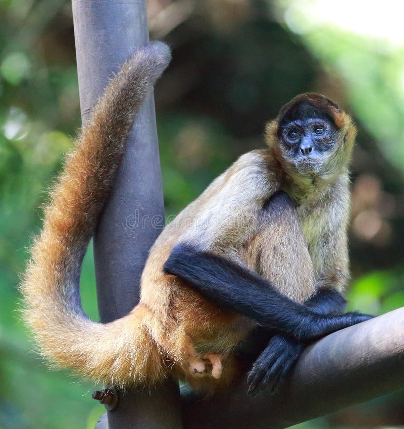 Spider monkey stock photo. Image of face, creature, costa - 79078812