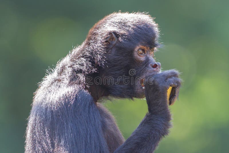Spider Monkey (Ateles Fusciceps) Stock Photo - Image of face, wildlife ...