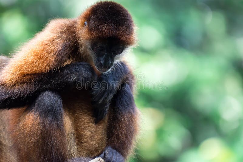 Spider Monkey Ateles Primate while Observing and Sitting on a Tr Stock ...