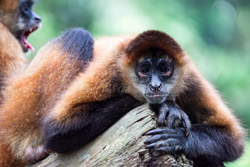 Spider Monkey Ateles Primate while Observing and Sitting on a Tr Stock ...