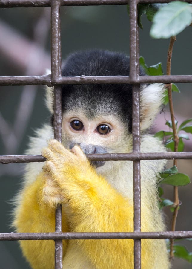 Spider Monkey in Captivity stock image. Image of wildlife - 48476067
