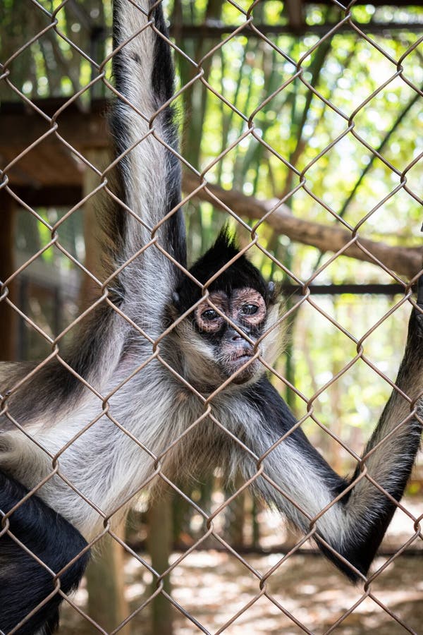 Spider Monkey in Captivity Hanging from a Fence Stock Photo - Image of ...