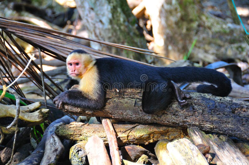 Spider Monkeys Screaming, Costa Rica Stock Image - Image of face, furry ...