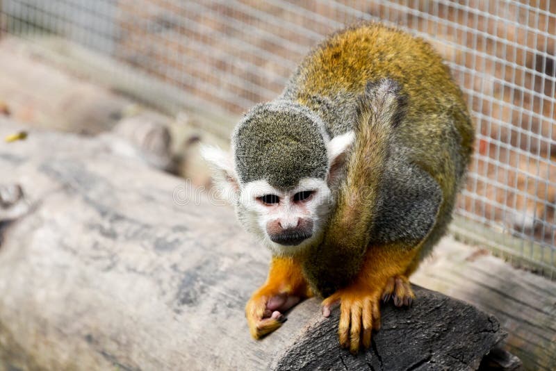 Spider Monkey Crouching stock image. Image of small, brown - 58770893
