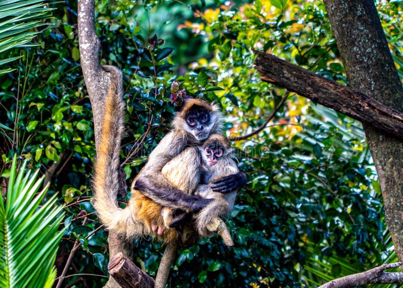 Spider Monkey Cuddling it S Young Stock Photo - Image of black ...
