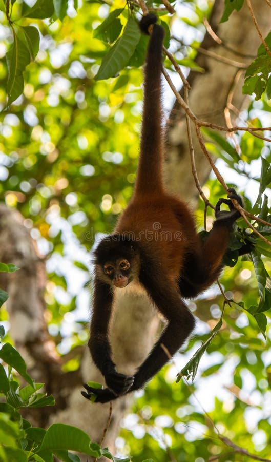 A Spider Monkey Dangling from a Tree Stock Photo - Image of mammal ...