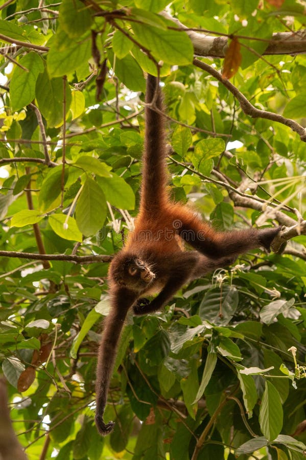 A Spider Monkey Dangling from a Tree Stock Photo - Image of mammal ...