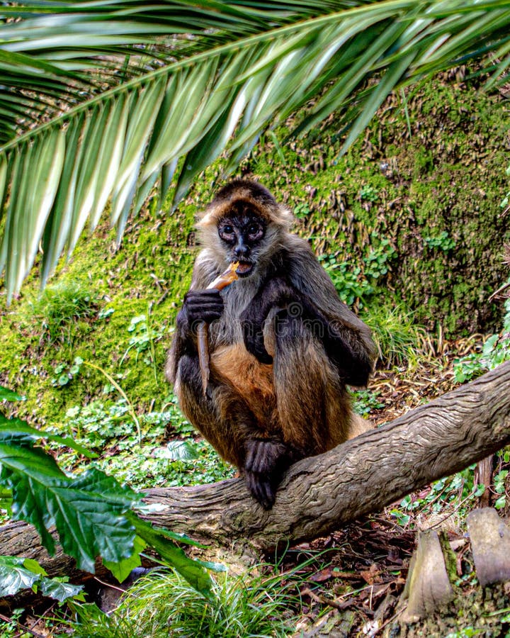 Long Blond Hair Monkey Stock Photos - Free & Royalty-Free Stock Photos ...