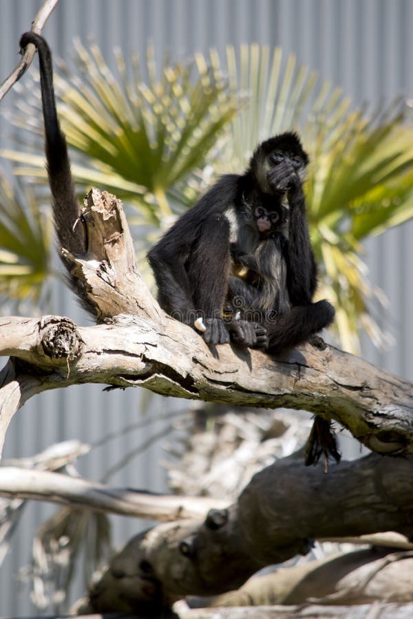 The Spider Monkey is Holding Her Young Monkey on a Tree Branch Stock ...