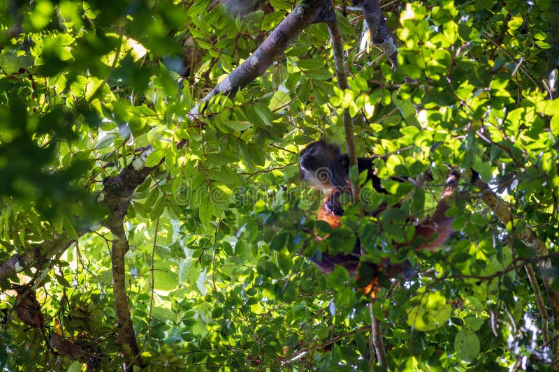 Spider-monkey in the Forest of Corcovado National Park (Costa Rica ...