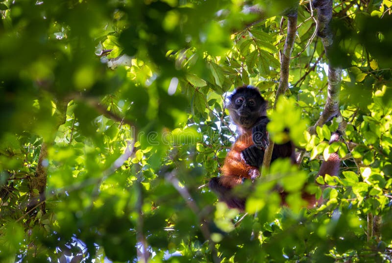 Spider-monkey in the Forest of Corcovado National Park (Costa Rica ...