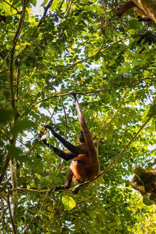 Spider-monkey in the Forest of Corcovado National Park (Costa Rica ...