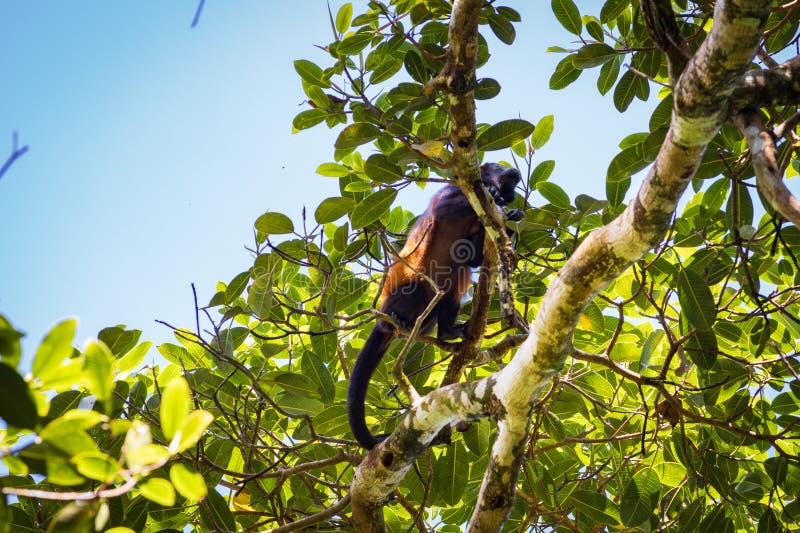 Spider-monkey in the Forest of Corcovado National Park (Costa Rica ...