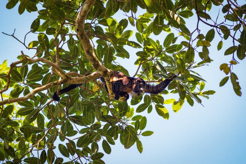Spider-monkey in the Forest of Corcovado National Park (Costa Rica ...