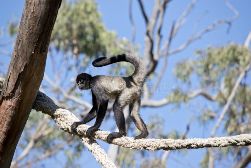 The Spider Monkey is Walking Across a Rope Stock Photo - Image of ...