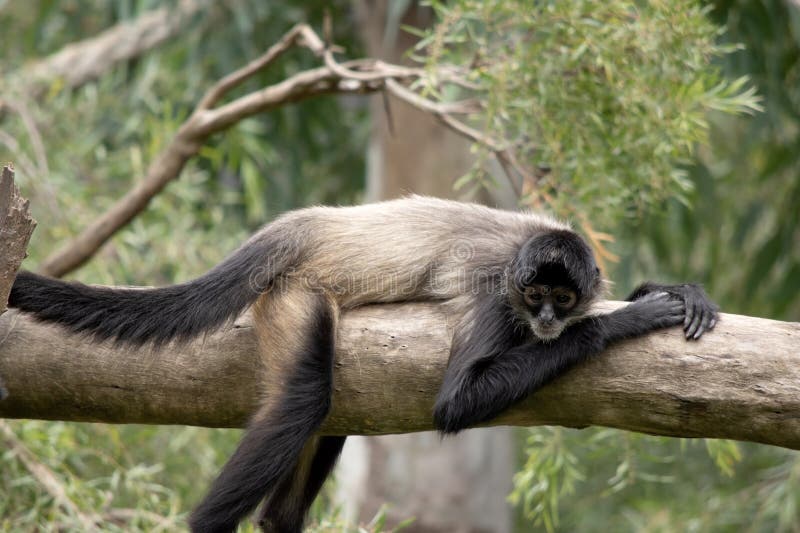 The Spider Monkey is Laying on a Branch Stock Photo - Image of laying ...