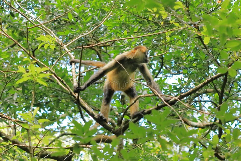 Spider Monkey Jumping on Branches in Costa Rica Stock Photo - Image of ...